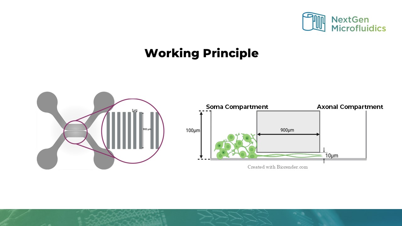Large-scale manufacturing of foil-based microfluidic chips for neuron ...